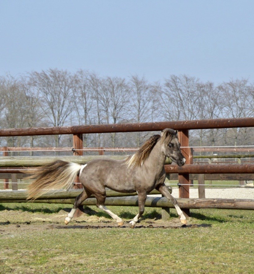 LCS Shine Bright - T & H Stables